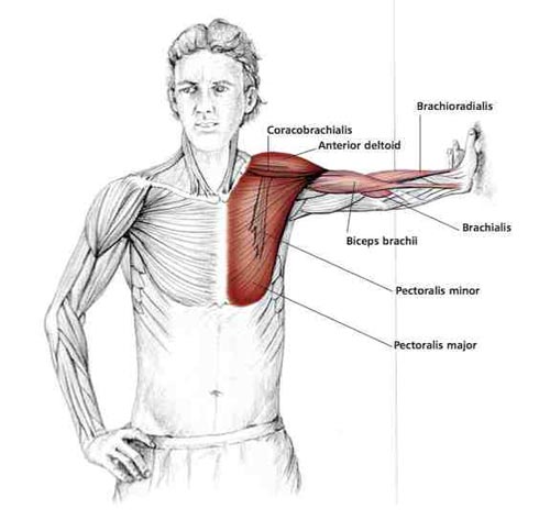 Opening the chest to unround the shoulders – Emily Luhrs Massage ...